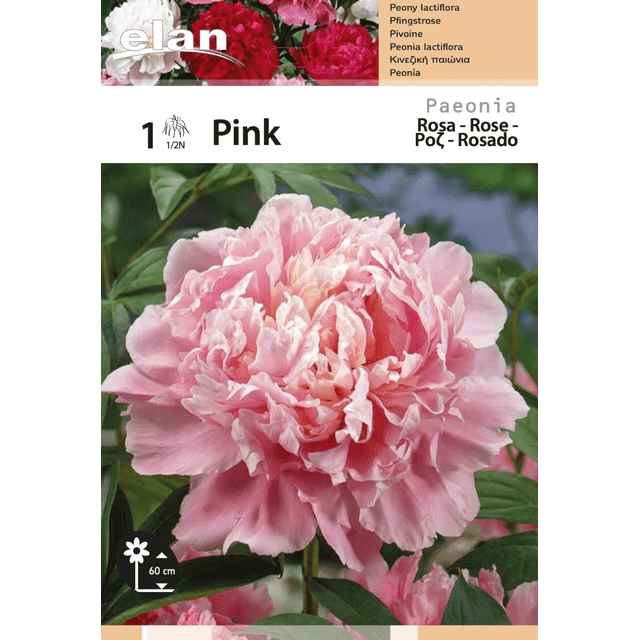 Pivoine rose - l'unité (filet)