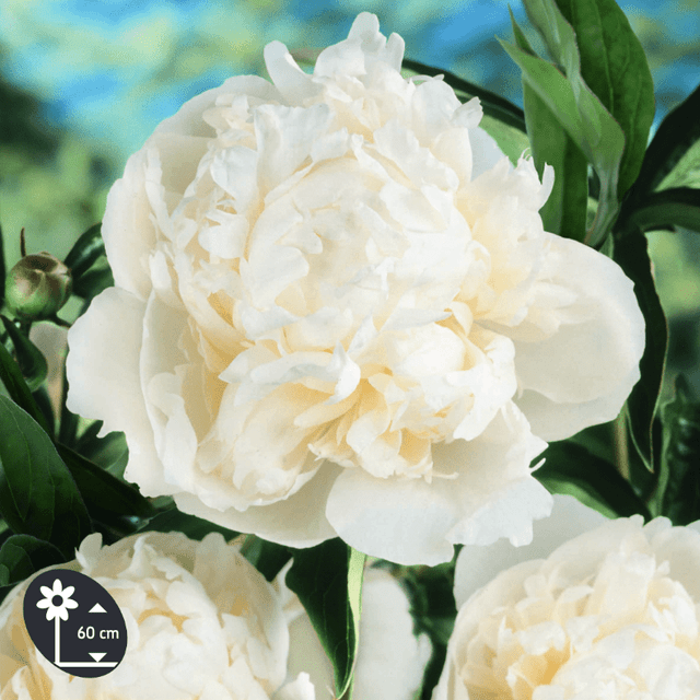 Pivoine blanche - l'unité