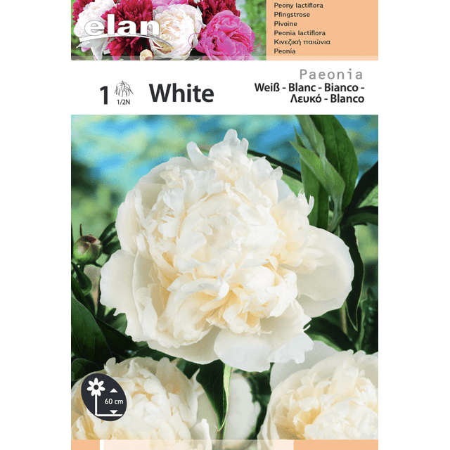 Pivoine blanche - l'unité (filet)