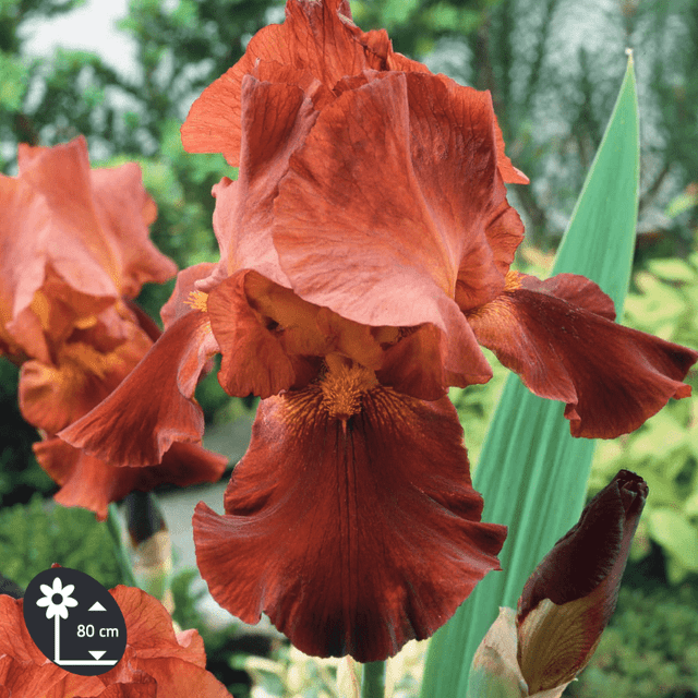 Iris germanica bronze - le rhizome