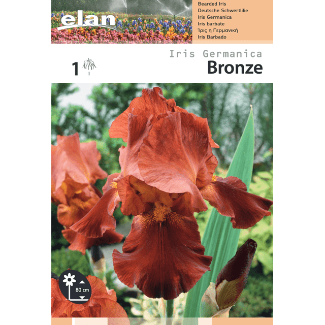 Iris germanica bronze - le rhizome (filet)