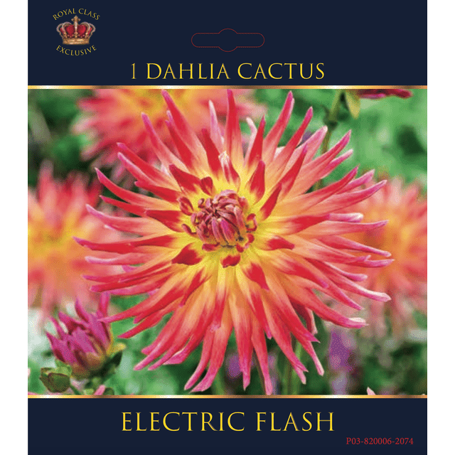 Dahlia cactus Electric Flash - l'unité (filet)