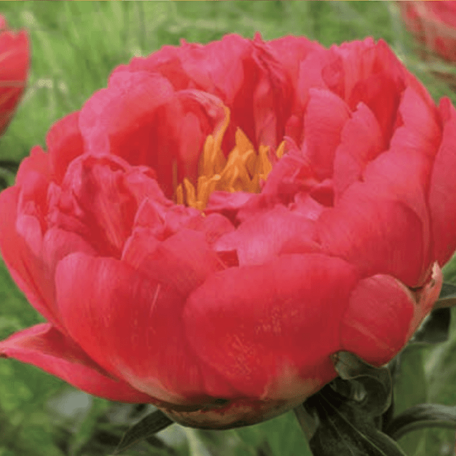 Pivoine Coral Sunset