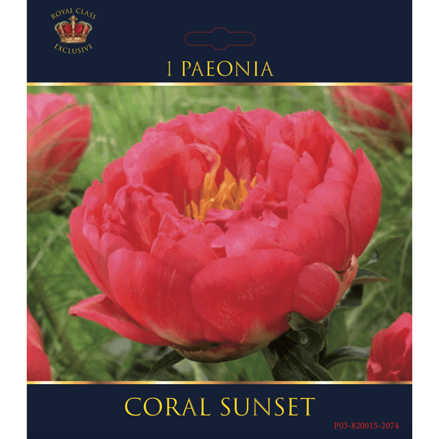 Pivoine Coral Sunset - l'unité (filet)