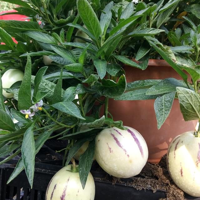 Melon poire - solanum muricatum