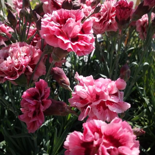 Oeillet anglais 'raspberry sundae'® - dianthus plumarius x