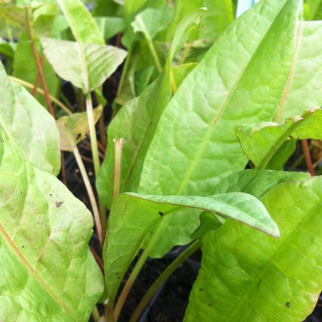 Oseille-epinard - rumex patientia