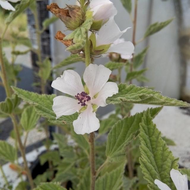 Guimauve officinale - althae officinalis