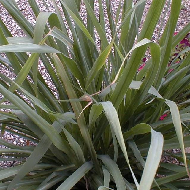 Citronnelle du gabon - andropogon citratus