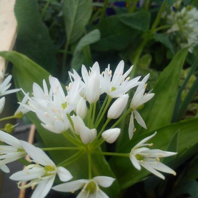 Ail des ours - allium ursinum