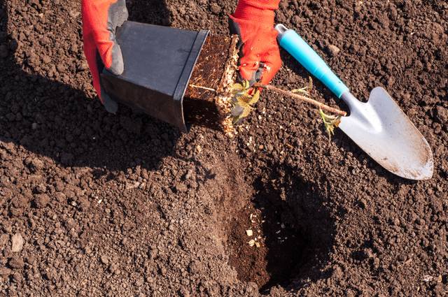 Comment planter les petits fruits rouges