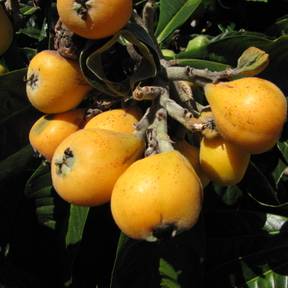 Cormier, Sorbus domestica : plantation, culture,