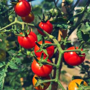 Tomates cerise : choix de variétés, conseils de culture et de taille