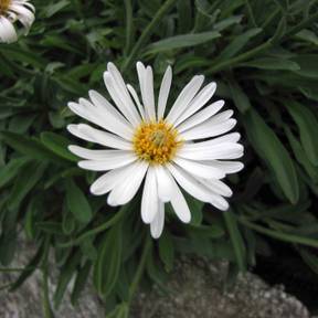 Felicia amelloides, aster du Cap : plantation, culture et entretien