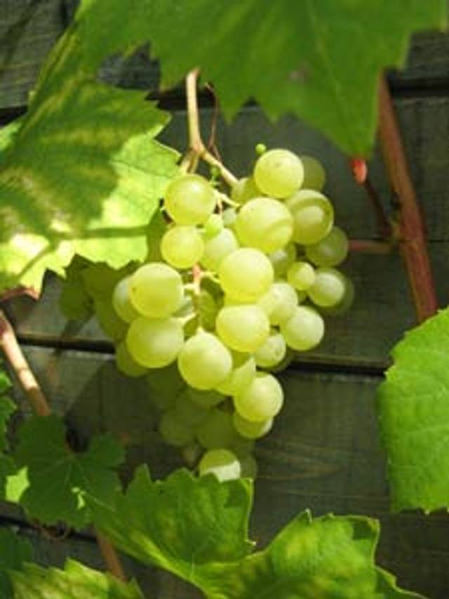 Taille en vert : principe et façon de faire