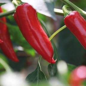 Nematanthus gregarius, plante poisson rouge : culture, entretien