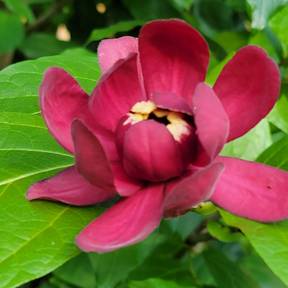 Les plus beaux arbustes en fleurs au printemps