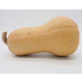 Courge Butternut : semis, plantation et conseils jusqu'à la récolte