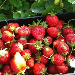 Multiplication des fraisiers : explications et conseils