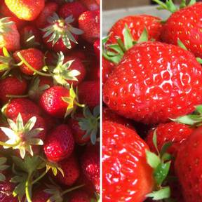 Les Meilleures Variétés de Fraisiers