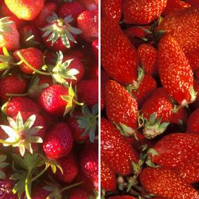 Multiplication des fraisiers : explications et conseils