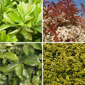 Le photinia, un arbuste persistant au feuillage rouge pour tous les jardins