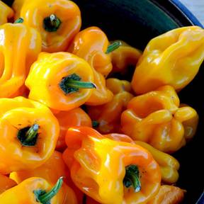 Poivron : semis, culture, récolte