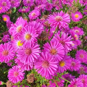 Aster grimpant, Ampelaster carolinianus : plantation, culture, entretien