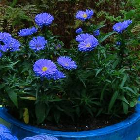 Les asters : des vivaces incontournables pour l'automne