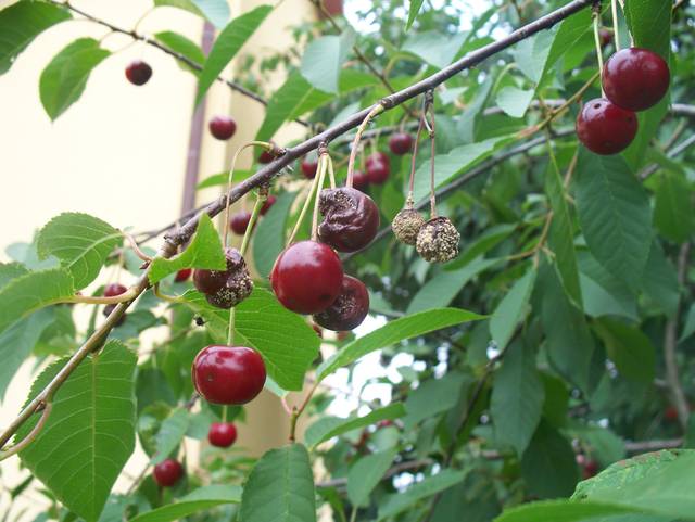 Moniliose ou monilia : maladie des arbres fruitiers
