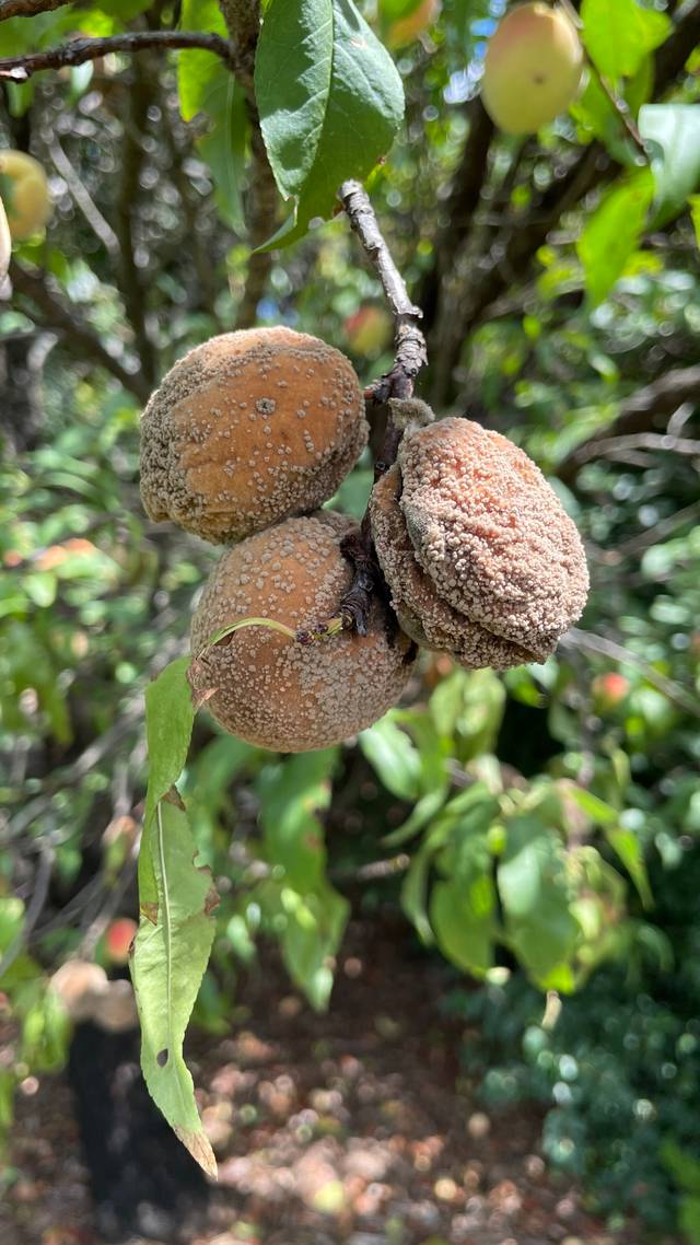 Moniliose ou monilia : maladie des arbres fruitiers