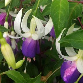Nematanthus gregarius, plante poisson rouge : culture, entretien