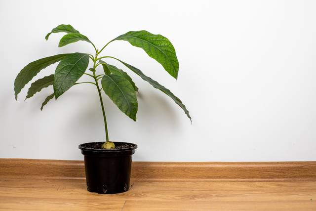 Comment cultiver un avocatier en pot