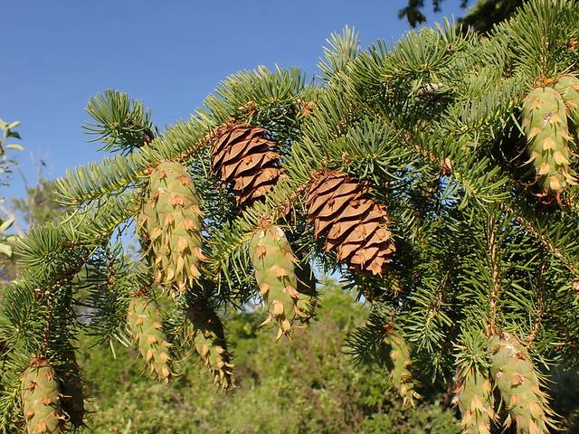 Sapin de Douglas : plantation et conseils de culture