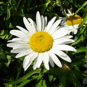 Barbe de bouc (aruncus) : semis, plantation et conseils d'entretien