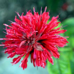 Monarde : plantation, culture et entretien