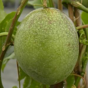 Semez la passiflore - fruits de la passion