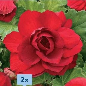 Bégonia annuel, Begonia semperflorens : semis et culture