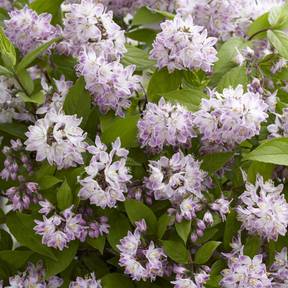 Boule de neige : plantation, culture et taille