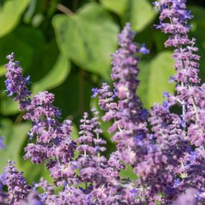 Les plus beaux arbustes en fleurs au printemps