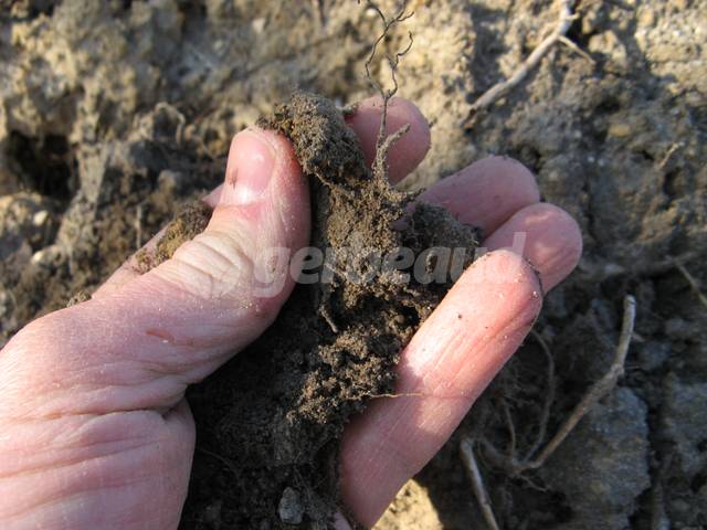 Sol argileux : mieux le connaître