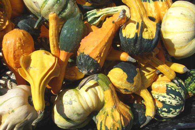 Coloquintes : semis, culture et séchage